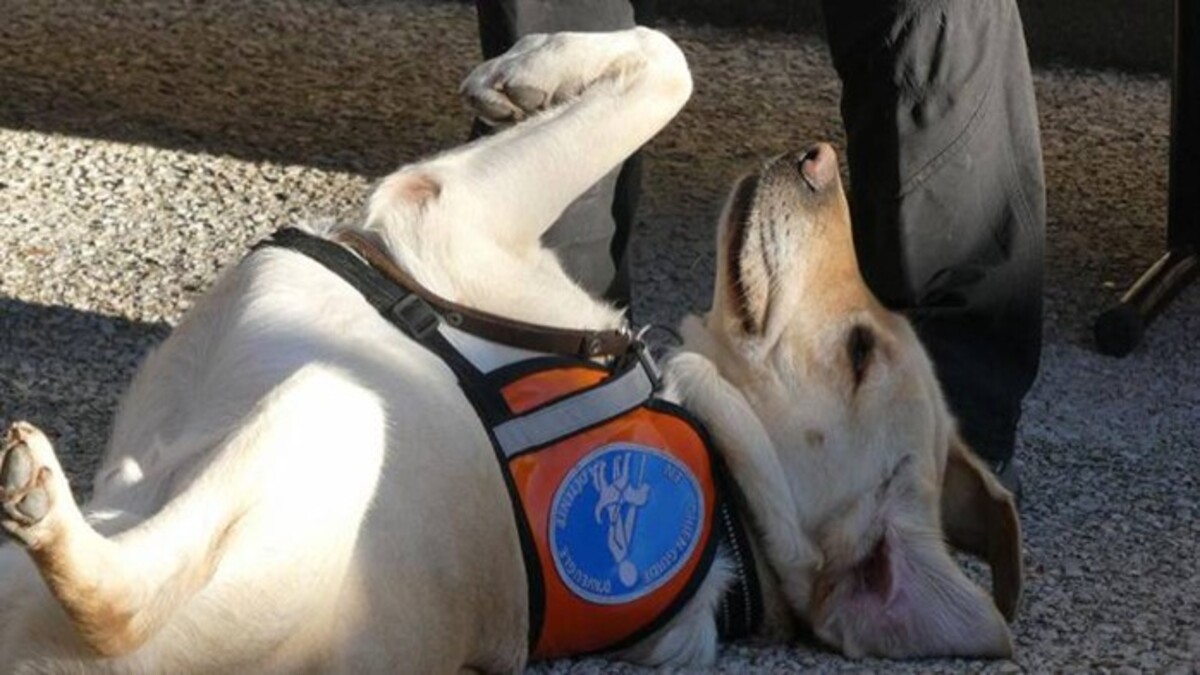 Les chiens guides et d'assistance - Ville de Nice